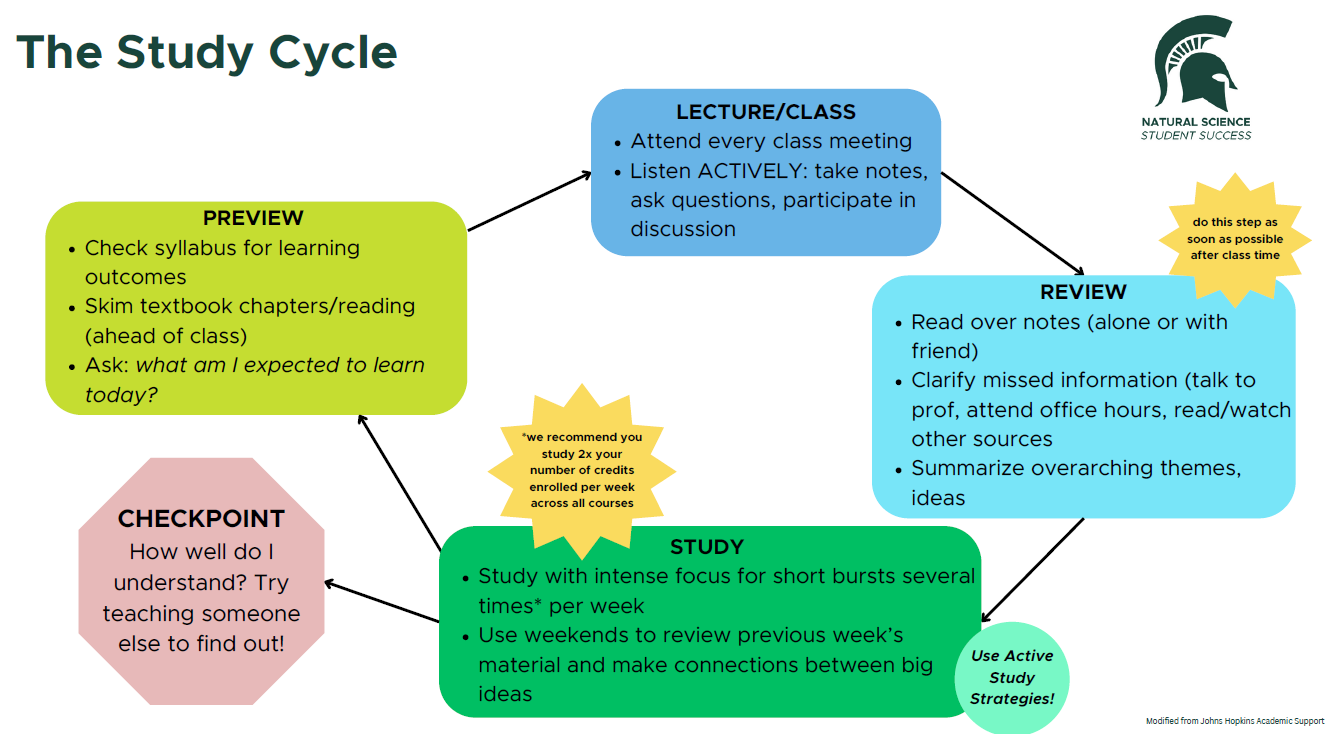 The Study Cycle